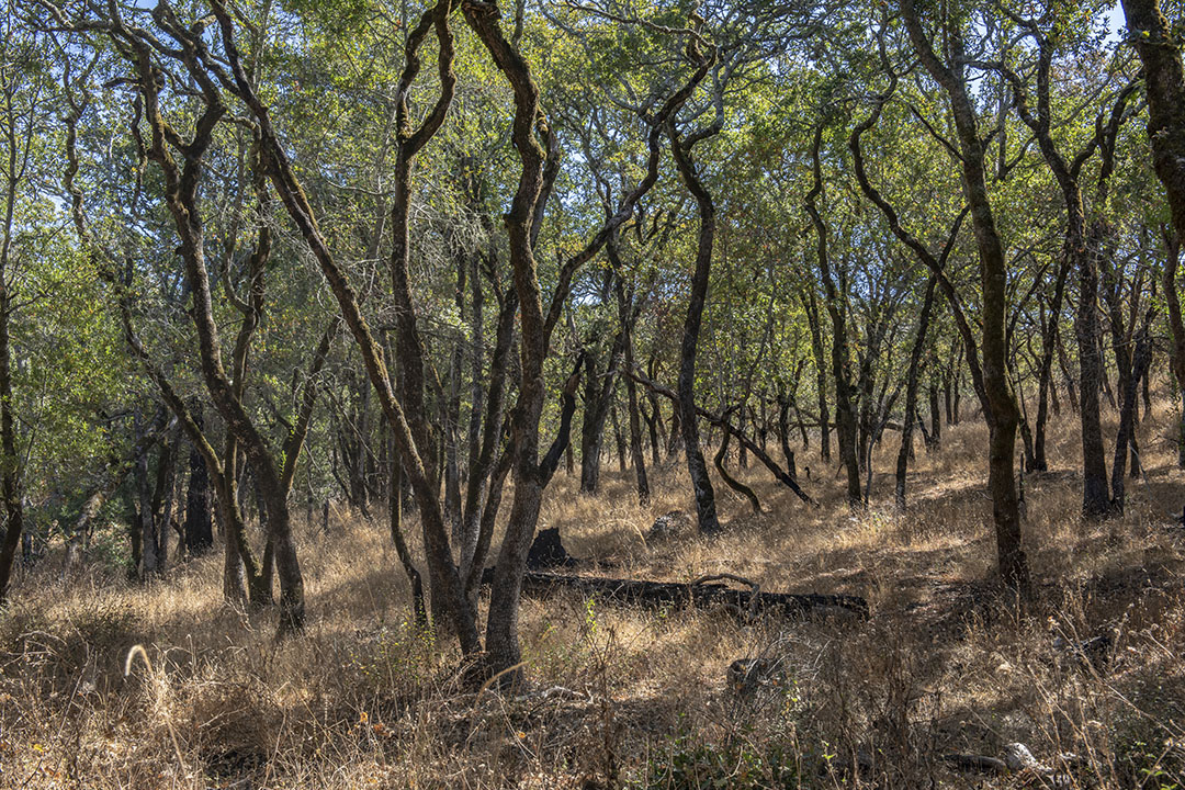 Trione-Annadel State Park Road and Trail Management Plan
