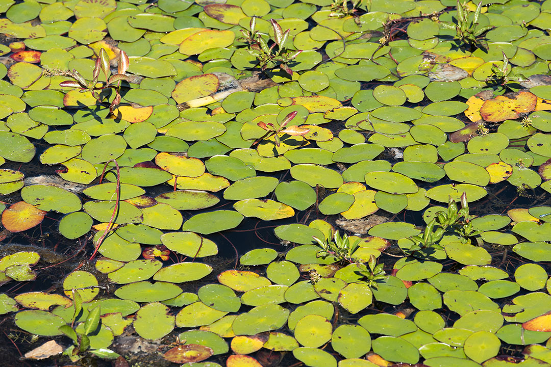 Trione-Annadel State Park Road and Trail Management Plan