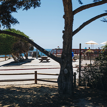 San Elijo State Beach | Special Events