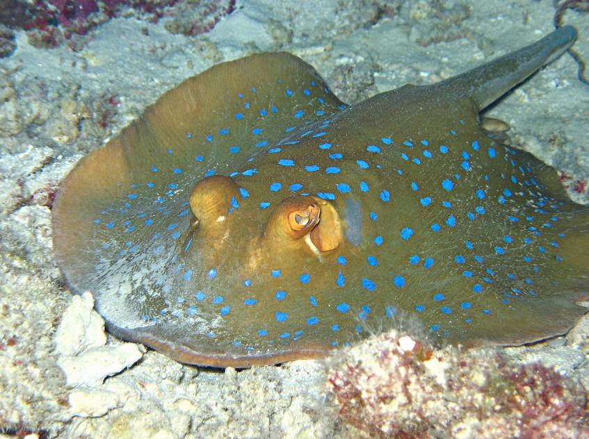 Sting Rays at California State Beaches