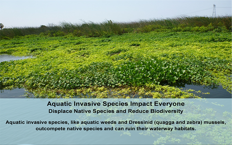 Aquatic Invasive Species Programs