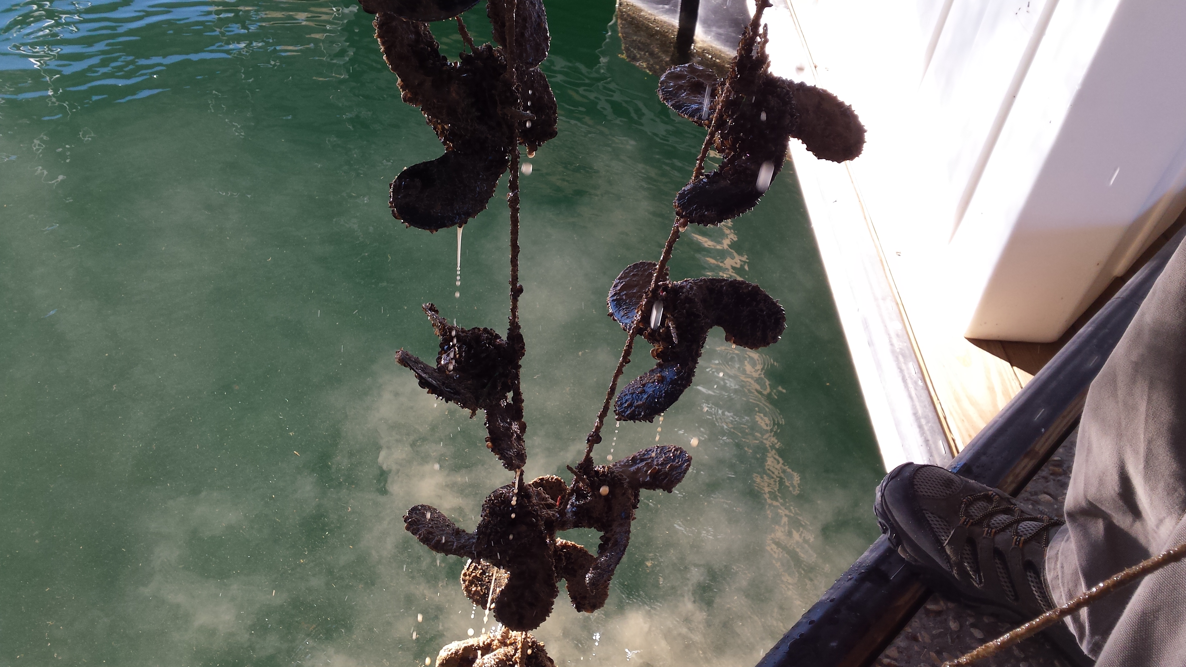 Quagga and Zebra Mussel Infestation Prevention Grant Program