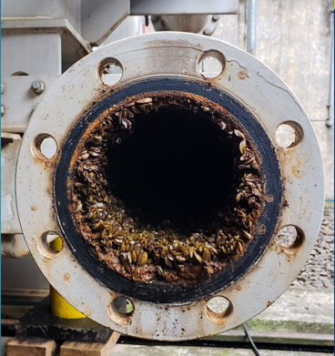 Golden Mussel Prevention Program FAQs