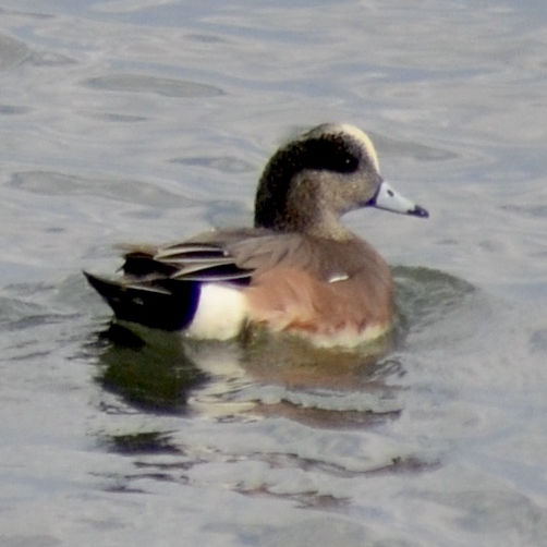 Birding at Candlestick Point
