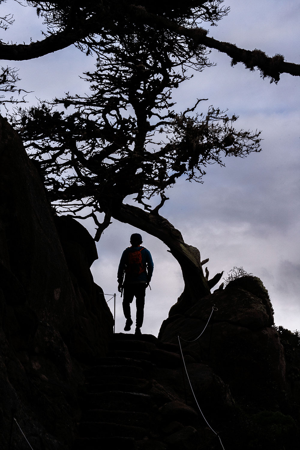 Point Lobos State Natural Reserve