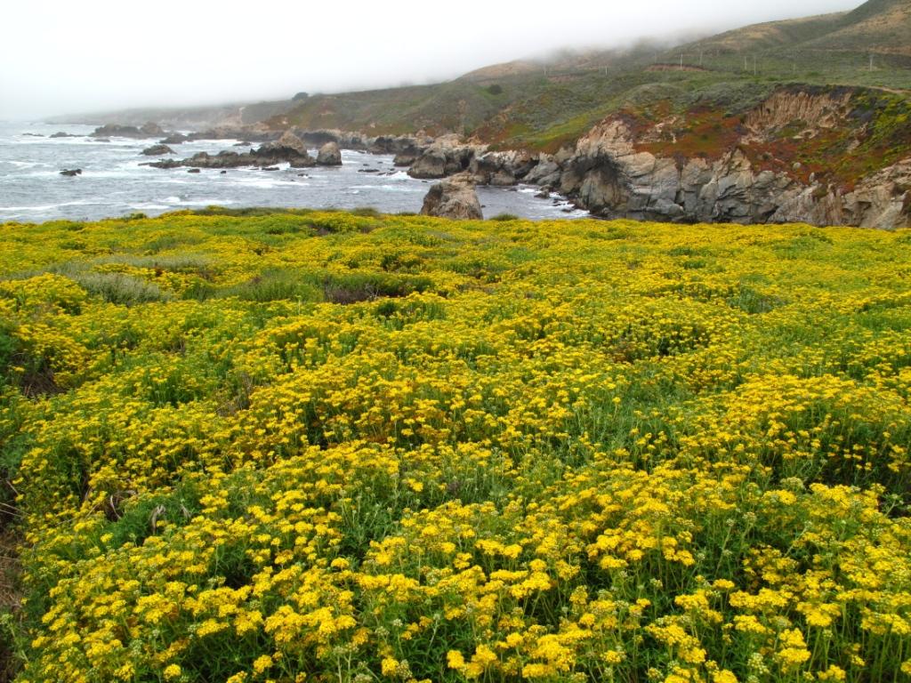 Garrapata State Park