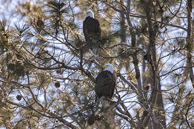 Annual Bald Eagle Tours