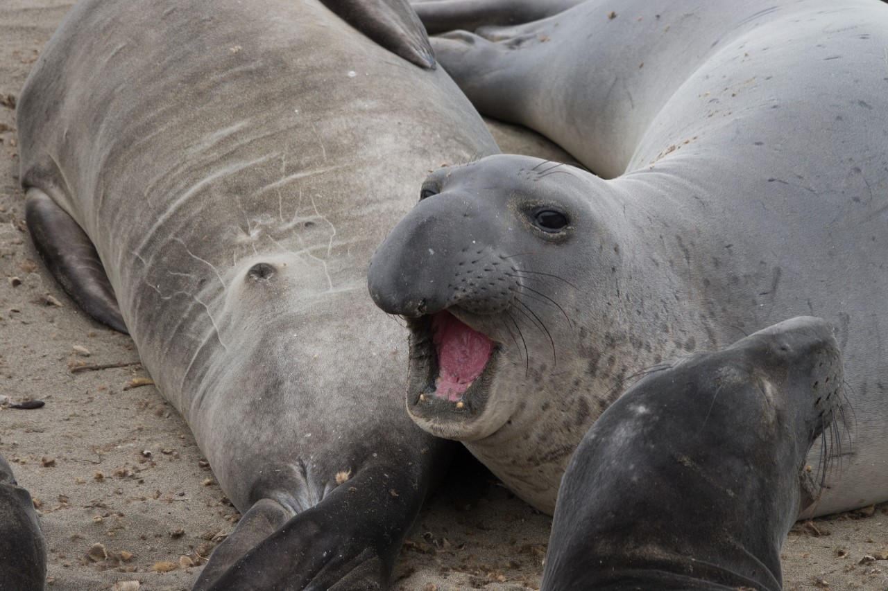 Elephant Seal Tours