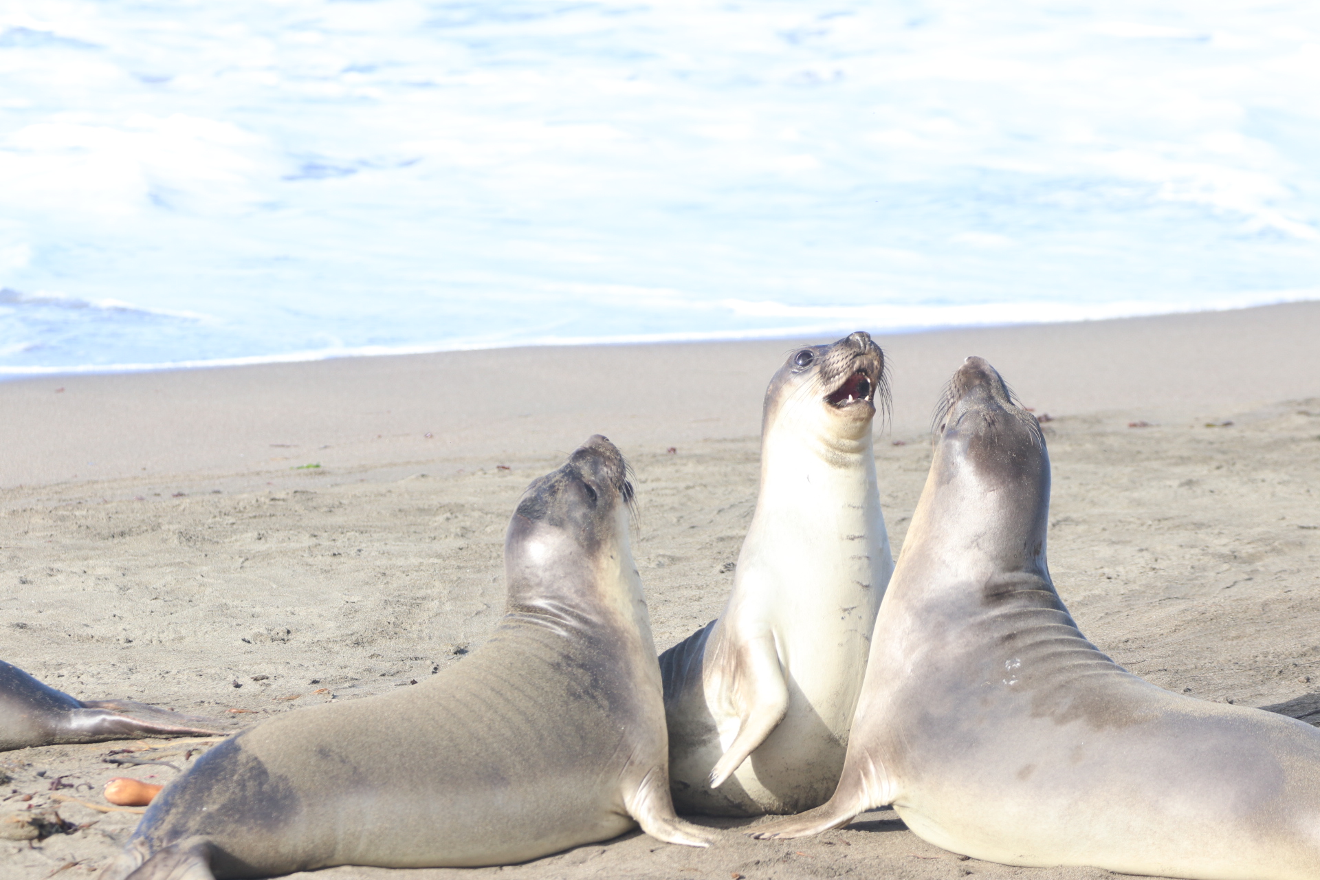 Elephant Seal Docent Program