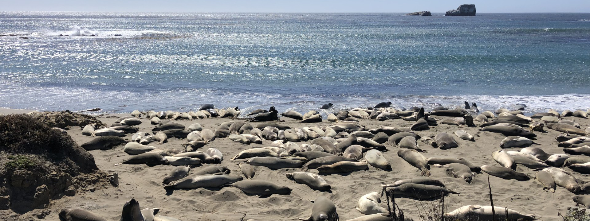 Elephant Seal Docent Program