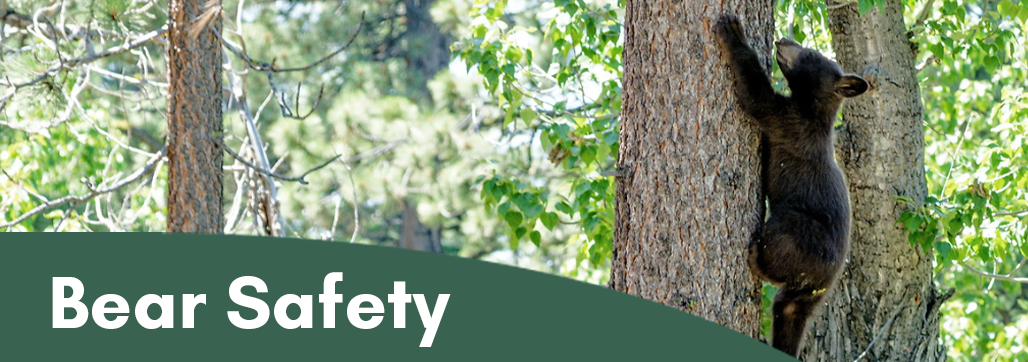 Bear Safety