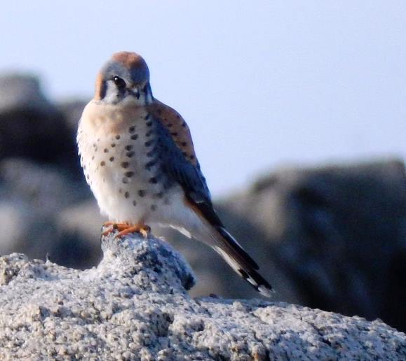 Birds