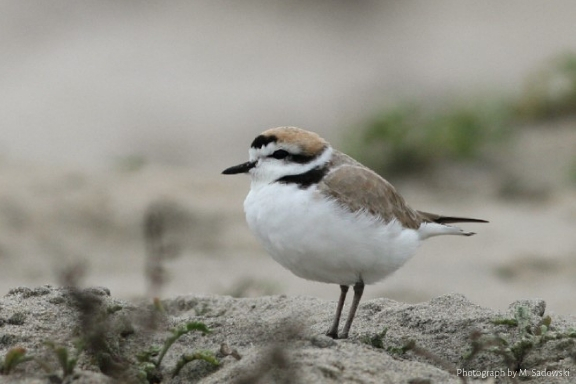 Snowy Plovers