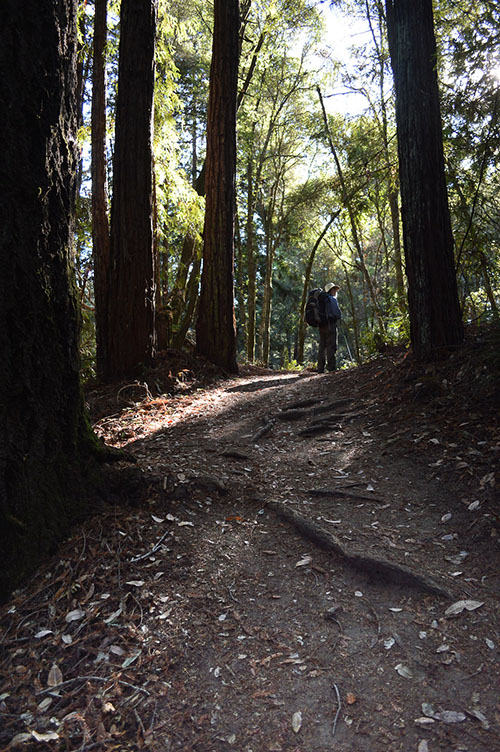 The Forest of Nisene Marks State Park