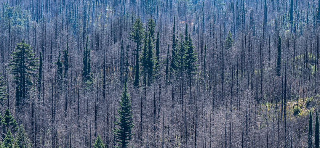 Planning for a Changing Landscape