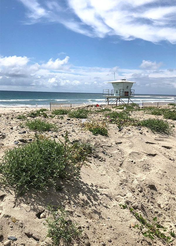 Coastal Resilience in Action